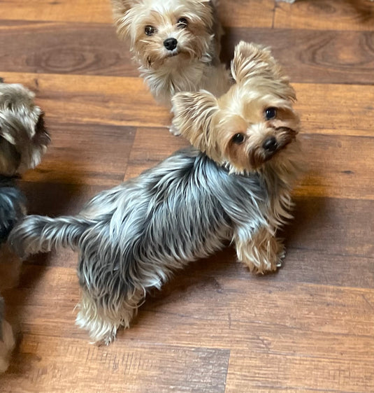 Lineage Females – The Yorkie Collection - AKC Yorkshire Terrier Breeder ...