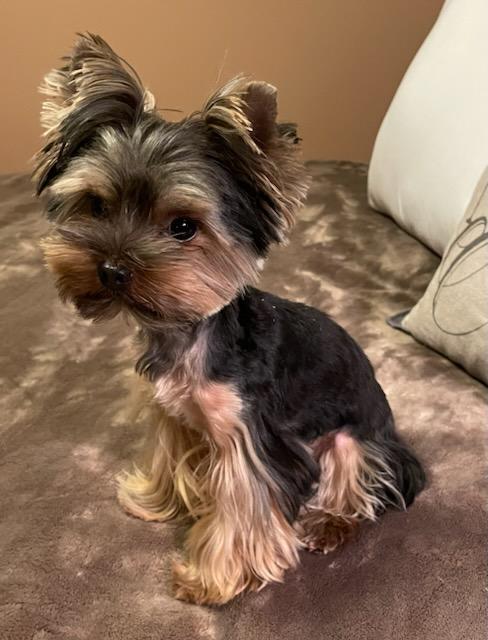 Lineage Females – The Yorkie Collection - AKC Yorkshire Terrier Breeder ...