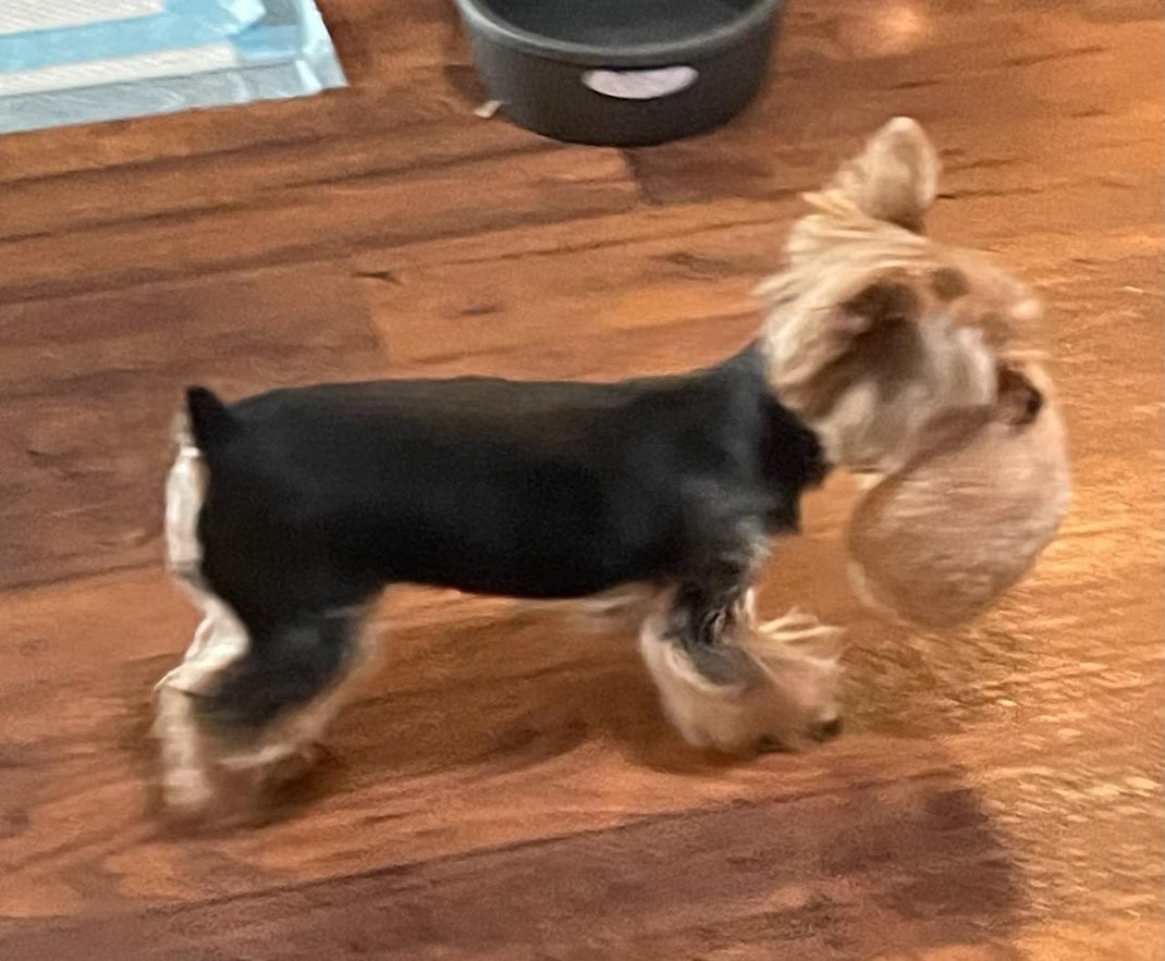 Lineage Females – The Yorkie Collection - AKC Yorkshire Terrier Breeder ...