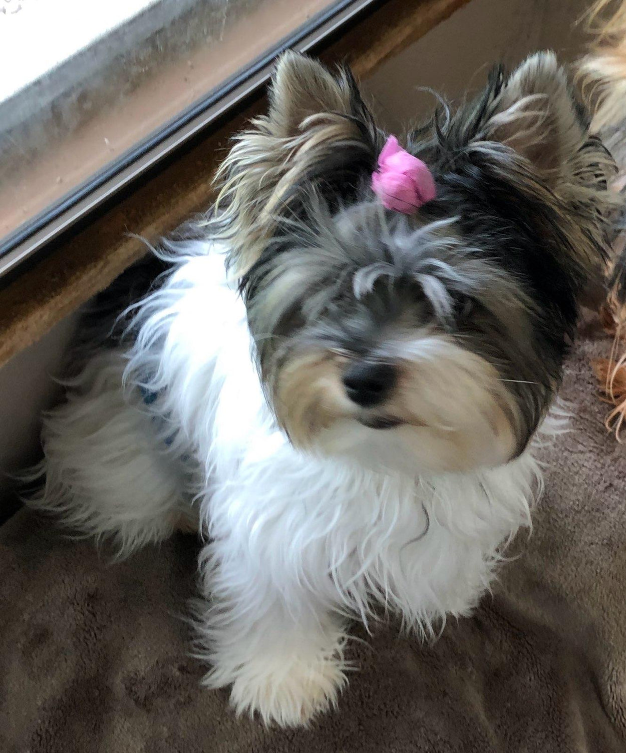 Lineage Males – The Yorkie Collection - AKC Yorkshire Terrier Breeder ...