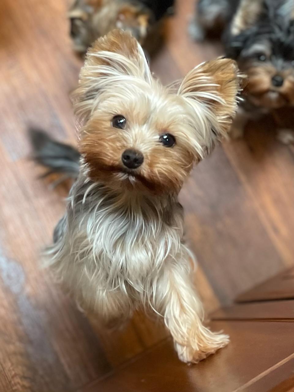 Lineage Females – The Yorkie Collection - AKC Yorkshire Terrier Breeder ...