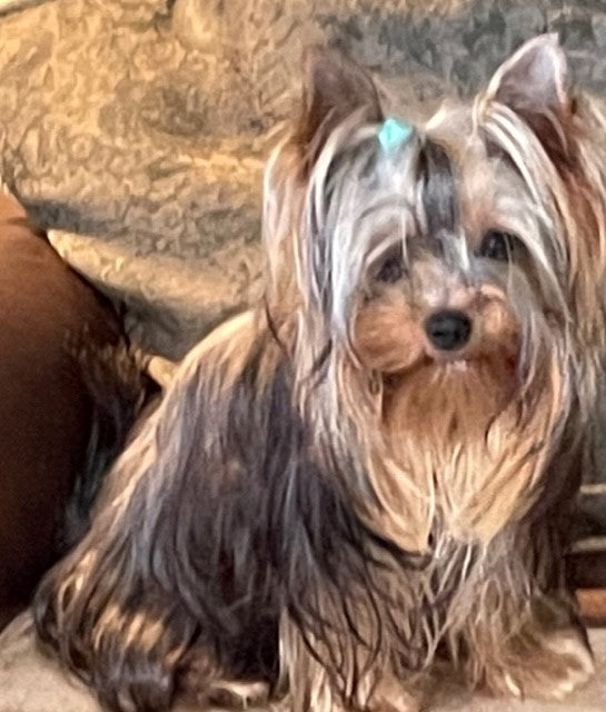 Lineage Females – The Yorkie Collection - AKC Yorkshire Terrier Breeder ...