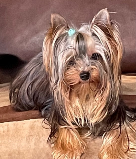 Lineage Females – The Yorkie Collection - AKC Yorkshire Terrier Breeder ...
