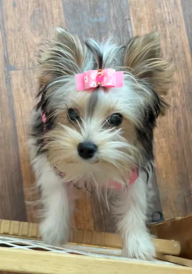 Parti Yorkies – The Yorkie Collection - AKC Yorkshire Terrier Breeder ...